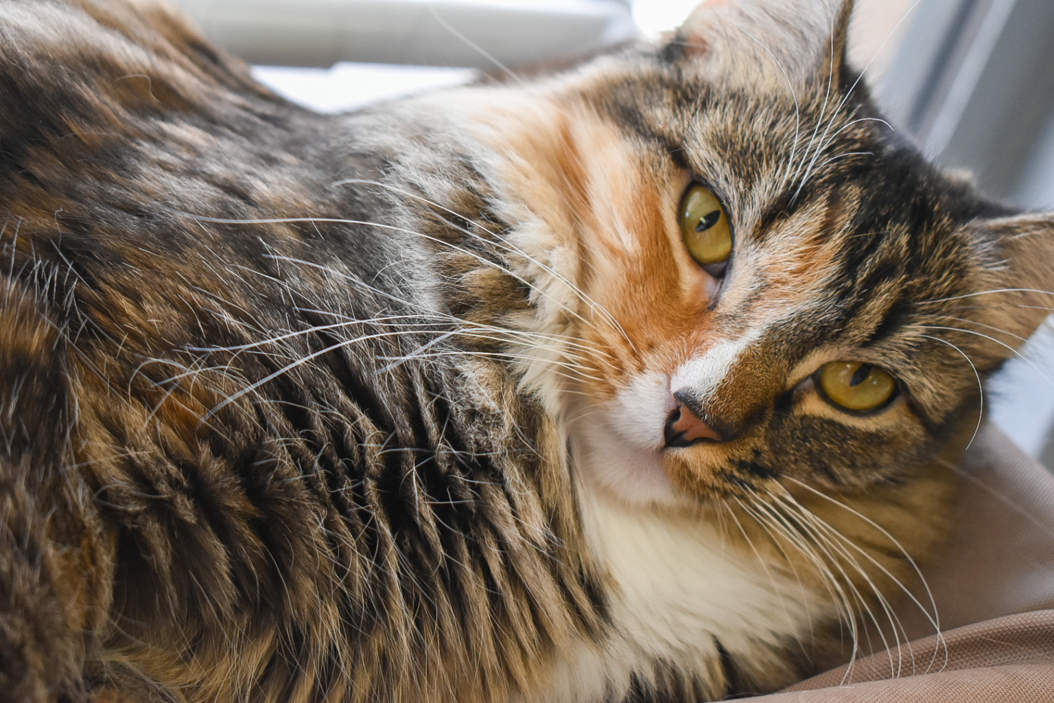 Frequently Asked Questions Sun Valley Animal Shelter frequently-asked-questions-sun-valley-animal-shelter